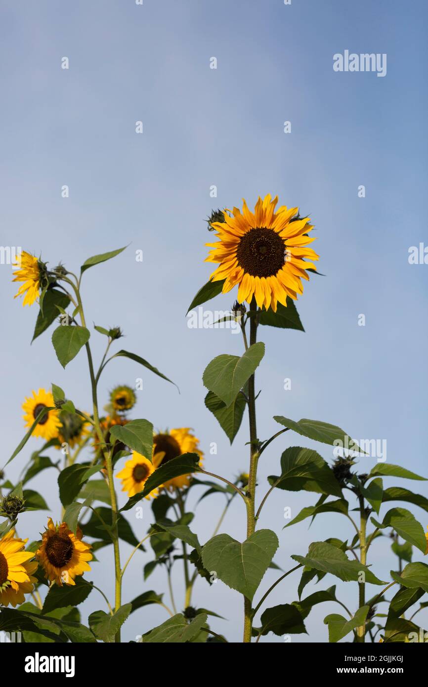 Common sunflower, helianthus annuus Stock Photo - Alamy