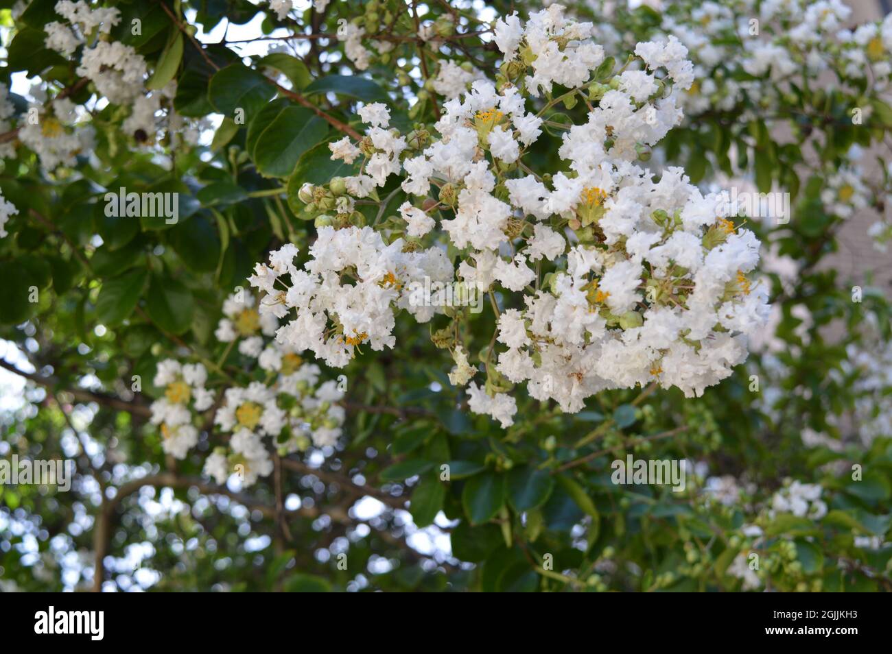 Beautiful branch of white Crape Myrtle in full bloom Stock Photo - Alamy