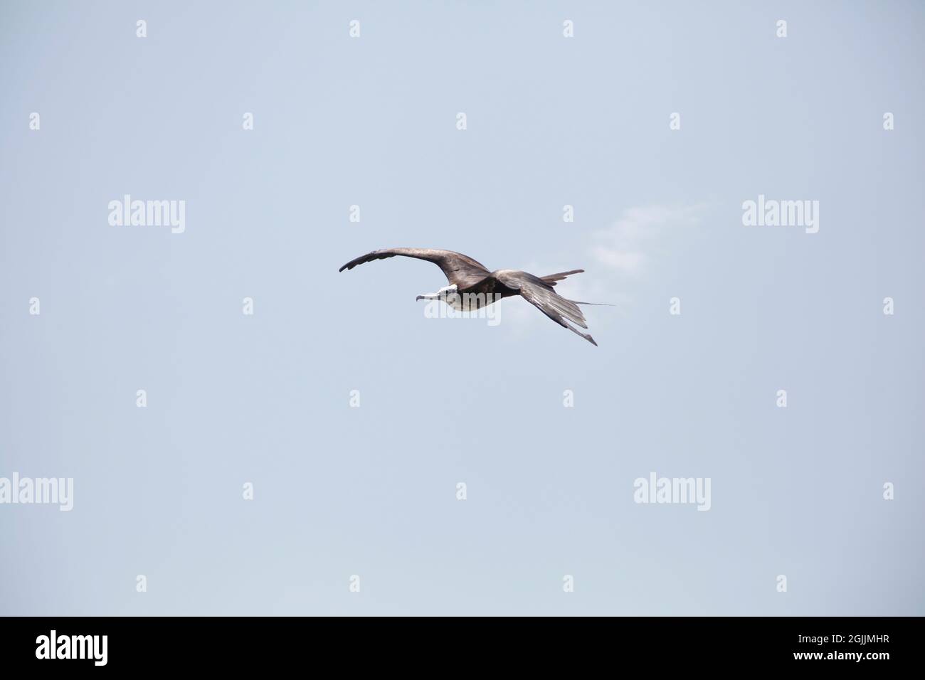 birds flying on the beach Stock Photo - Alamy