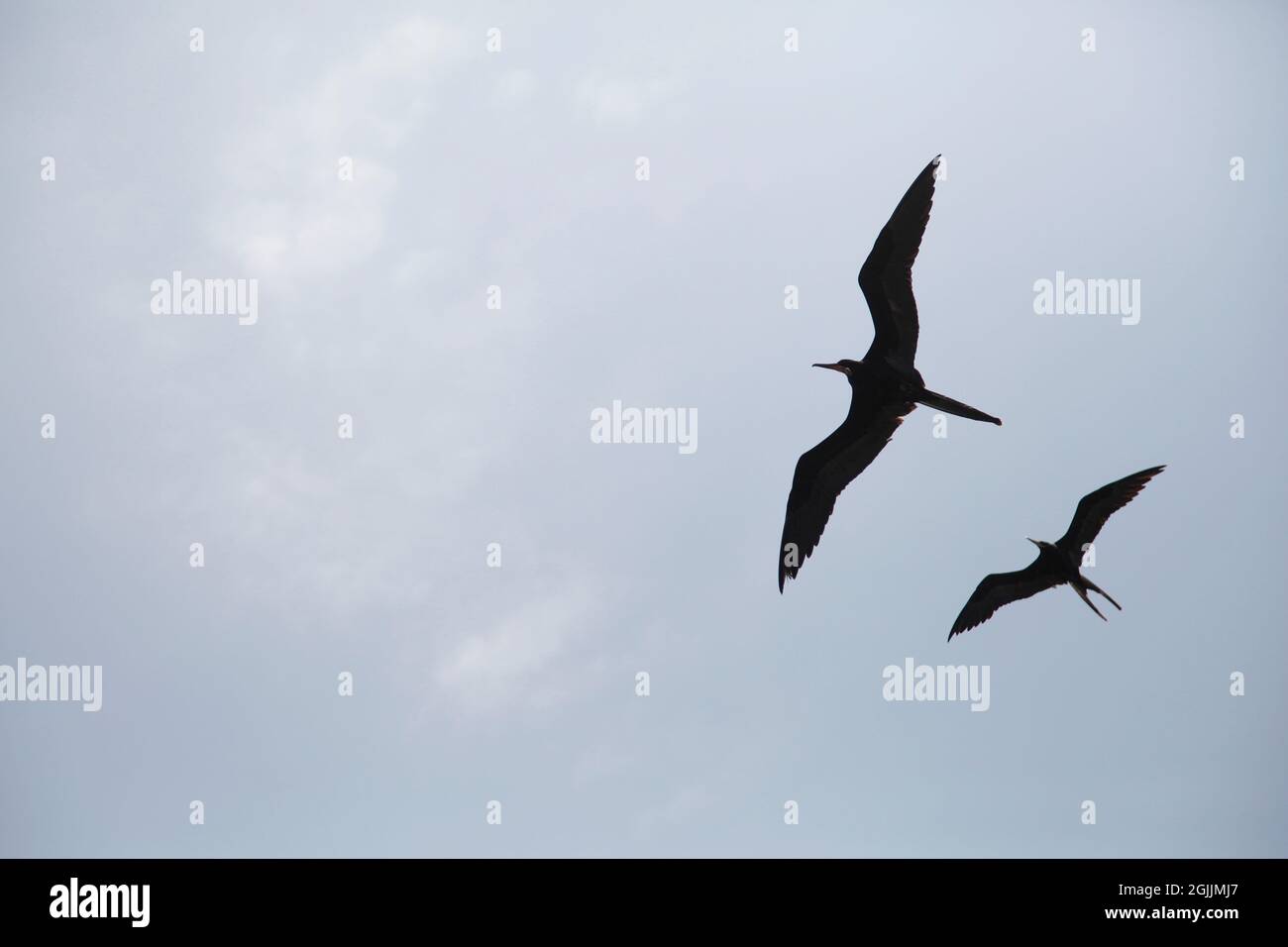 birds flying on the beach Stock Photo - Alamy