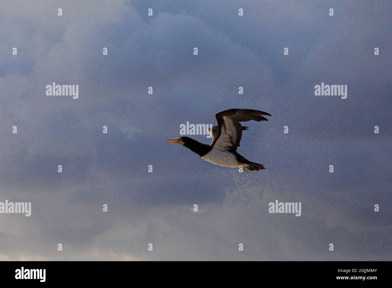 birds flying on the beach Stock Photo - Alamy
