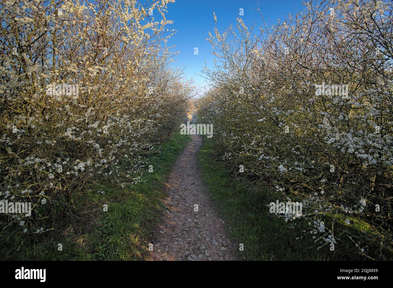 A beautiful early morning walk in the springtime down a footpath lined ...