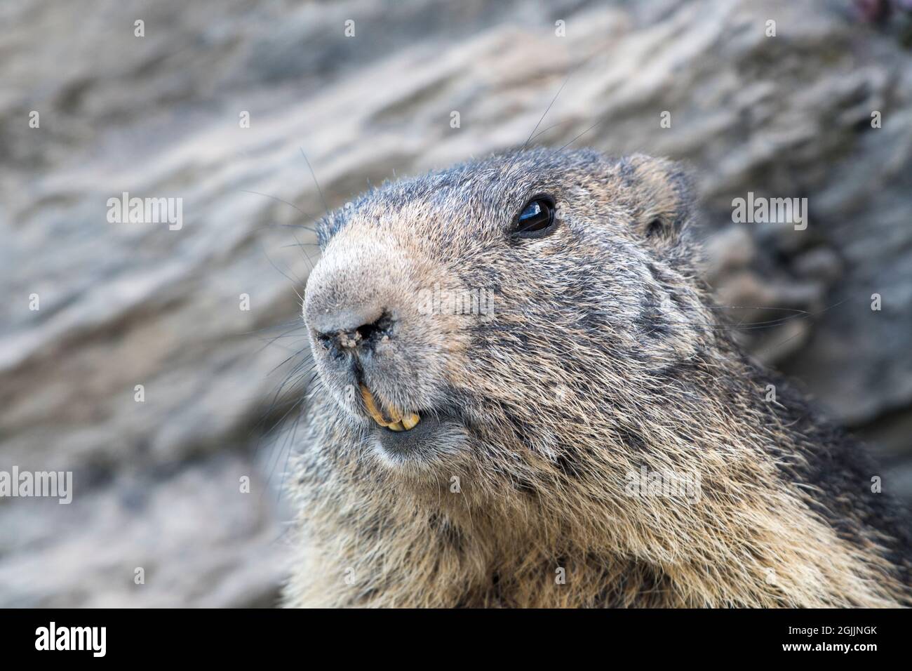 Alpine marmot (Marmota marmota), portrait at the entrance to the burrow, Valais alps ...