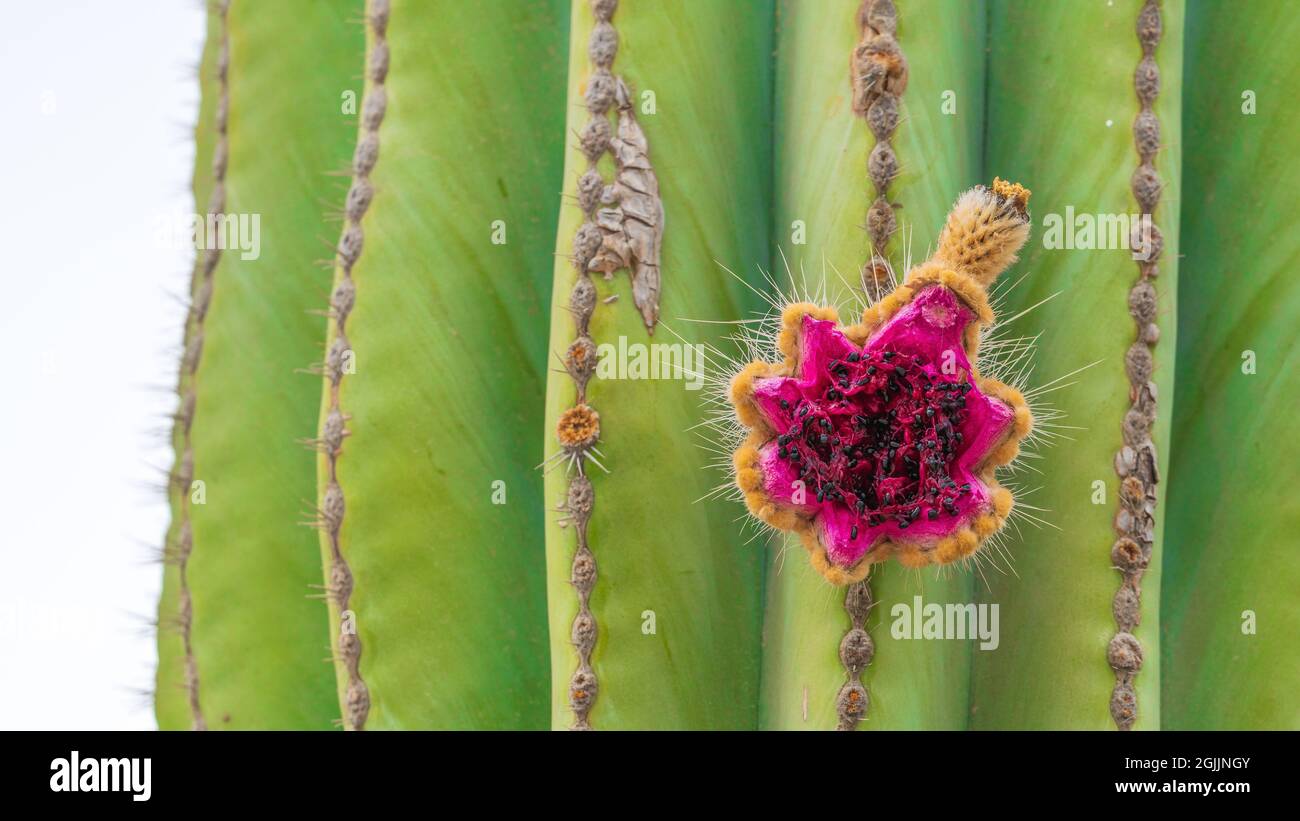 Cactus flower prickly spike bloom hi-res stock photography and images ...