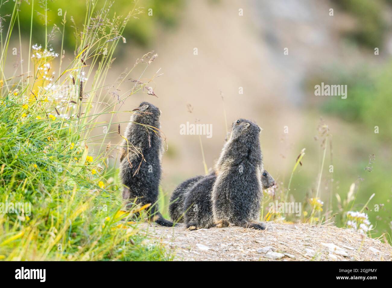 Alpine marmot (Marmota marmota), youngs in front of burrow, Valais alps, Switzerland Stock Photo ...