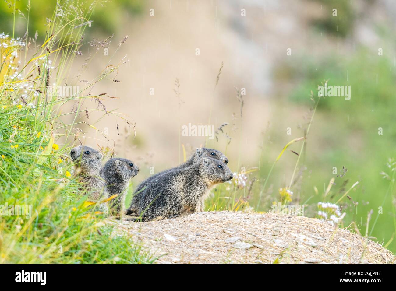 Alpine marmot (Marmota marmota), youngs in front of burrow, Valais alps, Switzerland Stock Photo ...