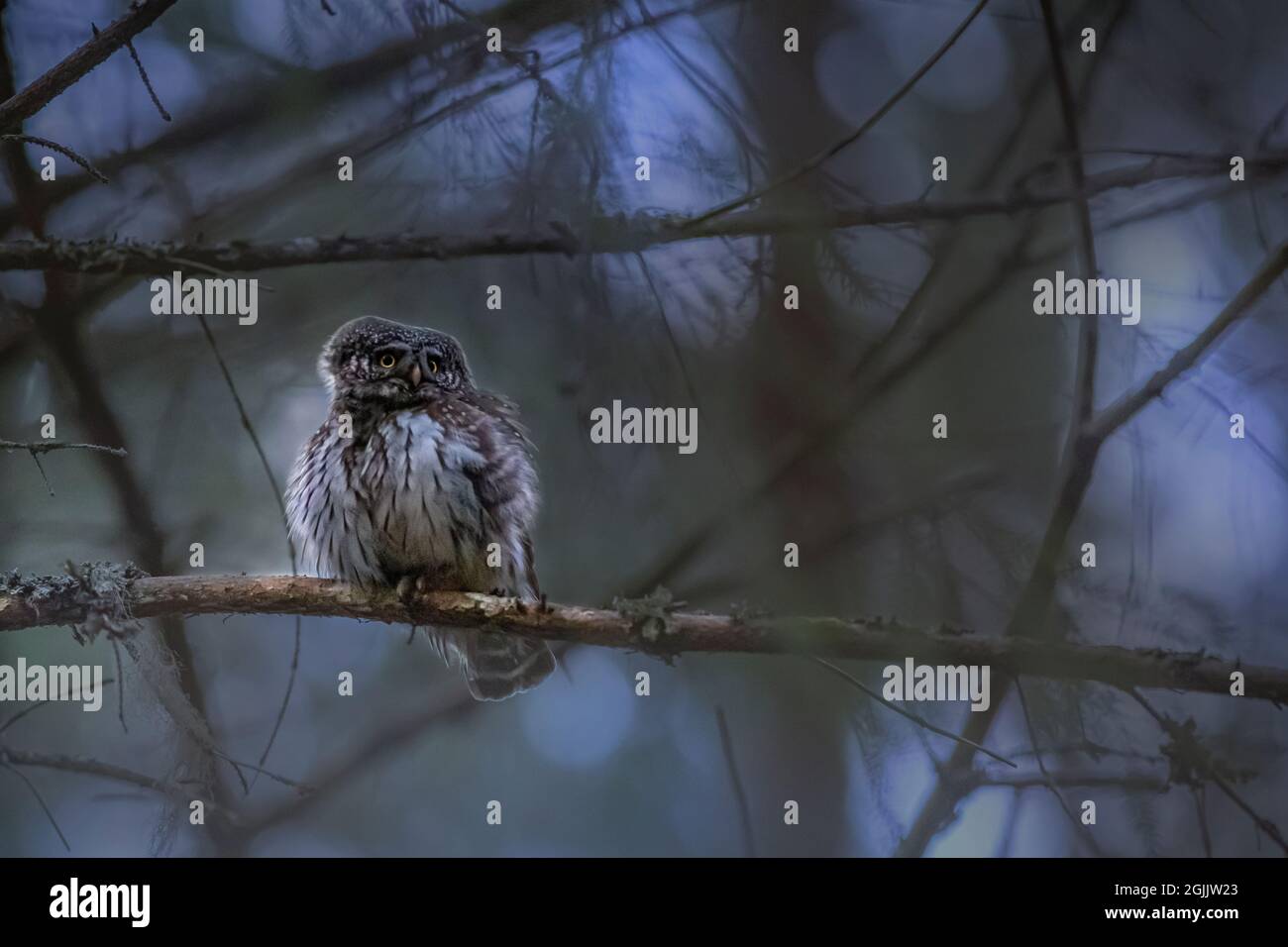 Eurasian pygmy owl (Glaucidium passerinum Stock Photo - Alamy