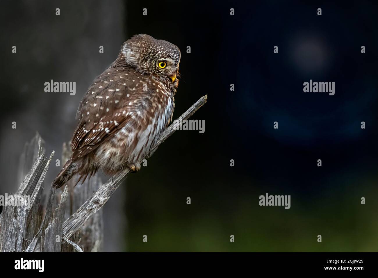 Eurasian pygmy owl (Glaucidium passerinum Stock Photo - Alamy
