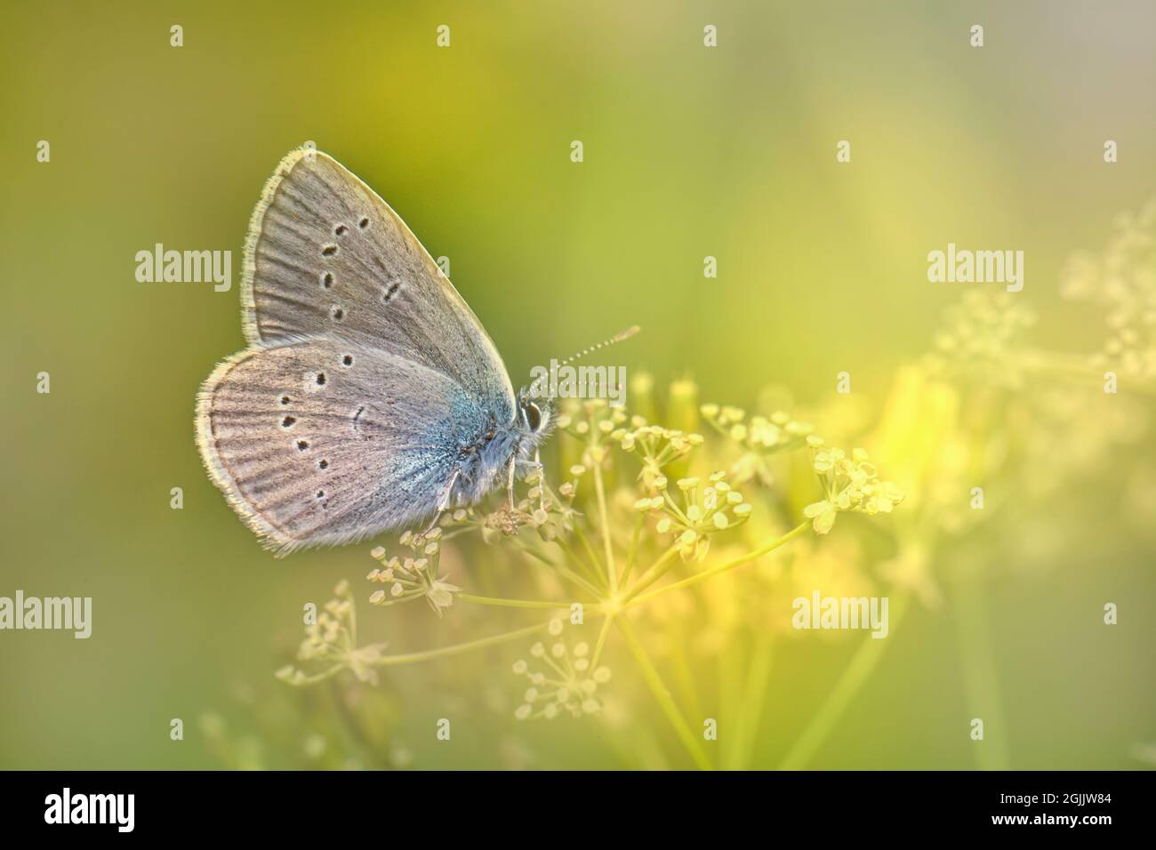 Mazarine blue butterfly hi-res stock photography and images - Alamy