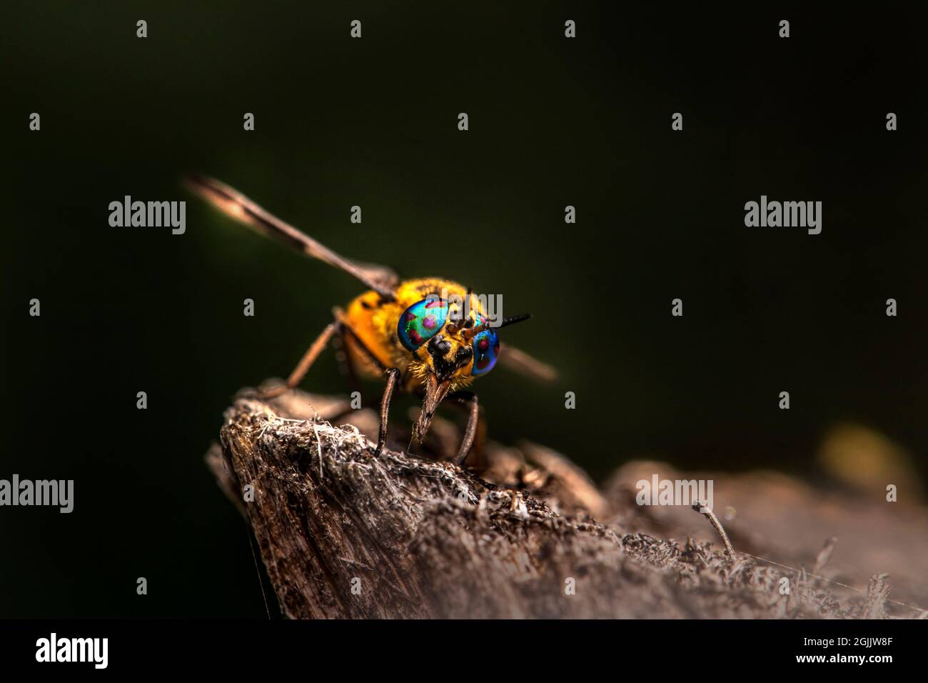 Splayed deer fly chrysops caecutiens hi-res stock photography and ...