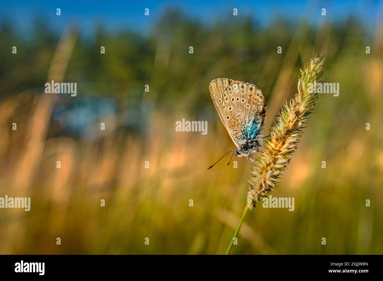 Mazarine blue butterfly hi-res stock photography and images - Alamy