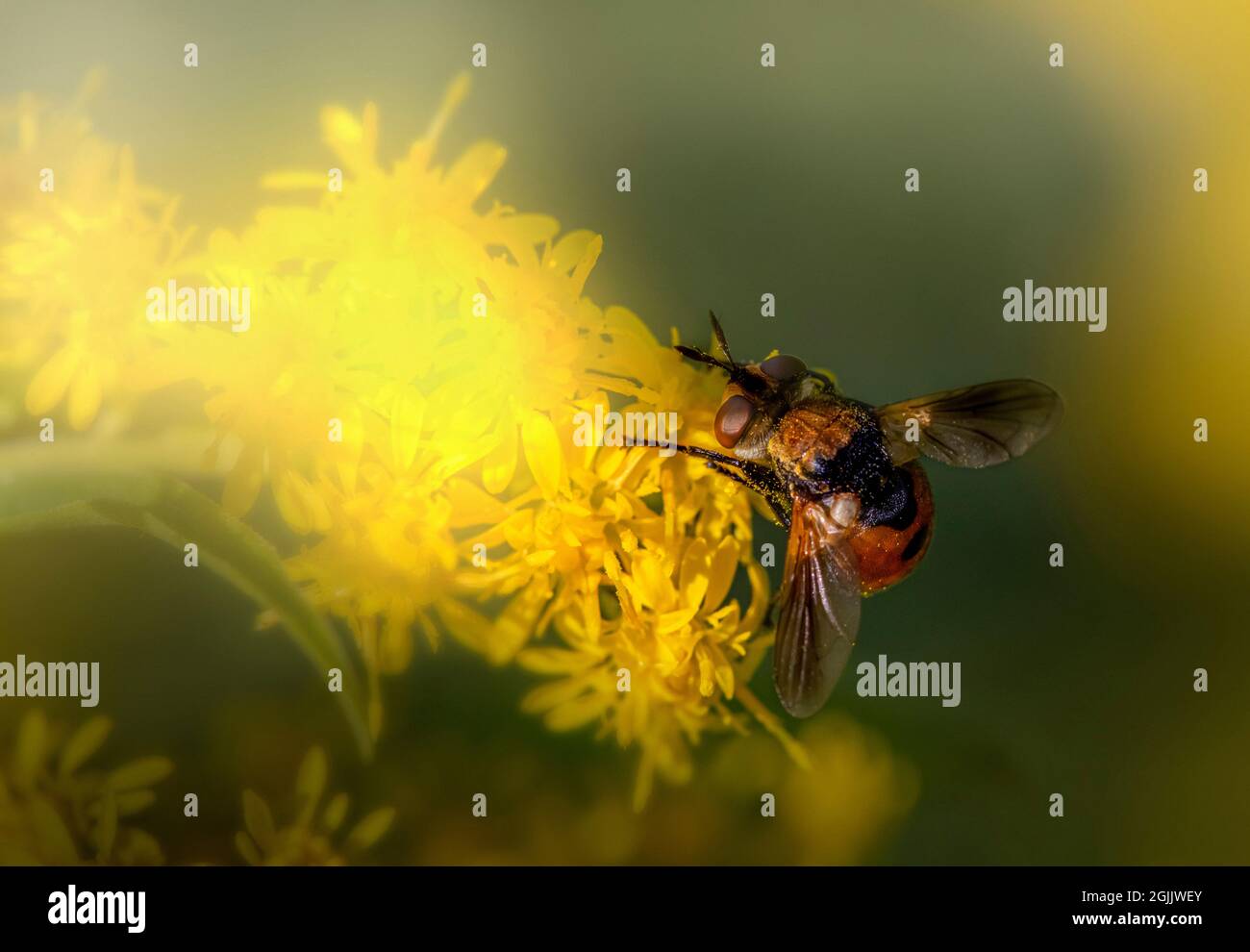 Tachinid flies (Tachinidae Stock Photo - Alamy