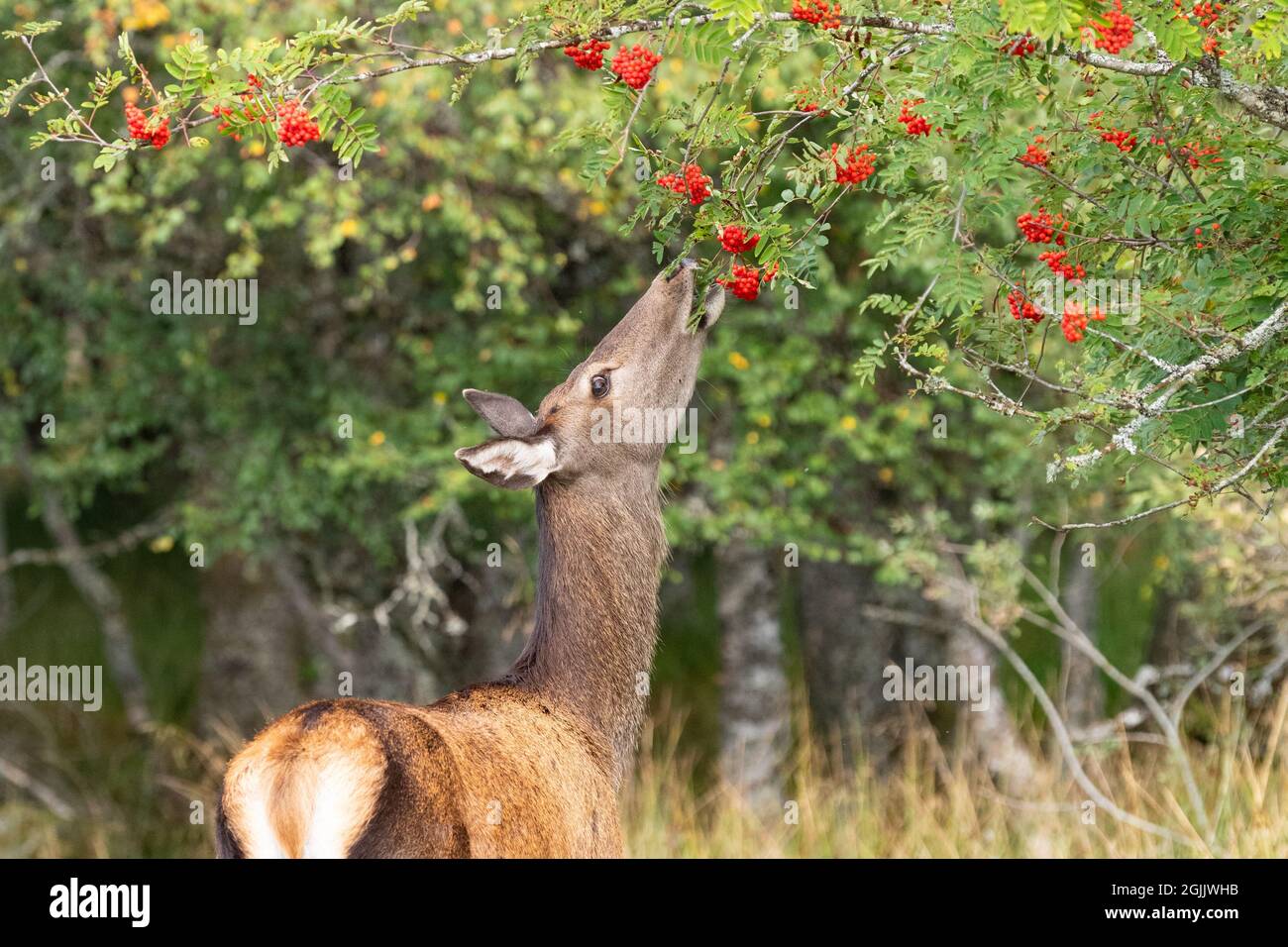 Roe deer berries hi-res stock photography and images - Alamy