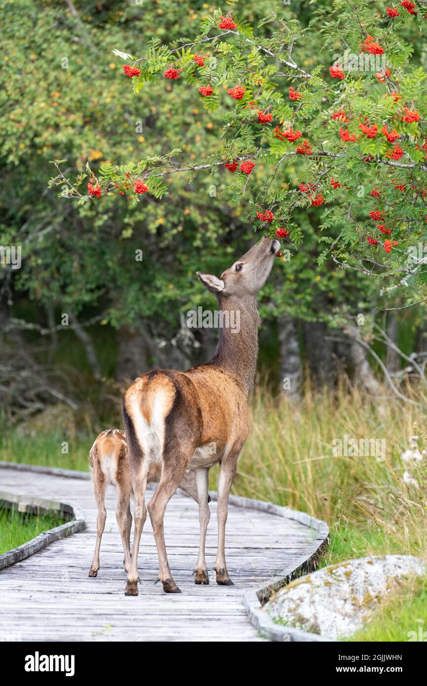 Hind deer scotland tree hi-res stock photography and images - Alamy