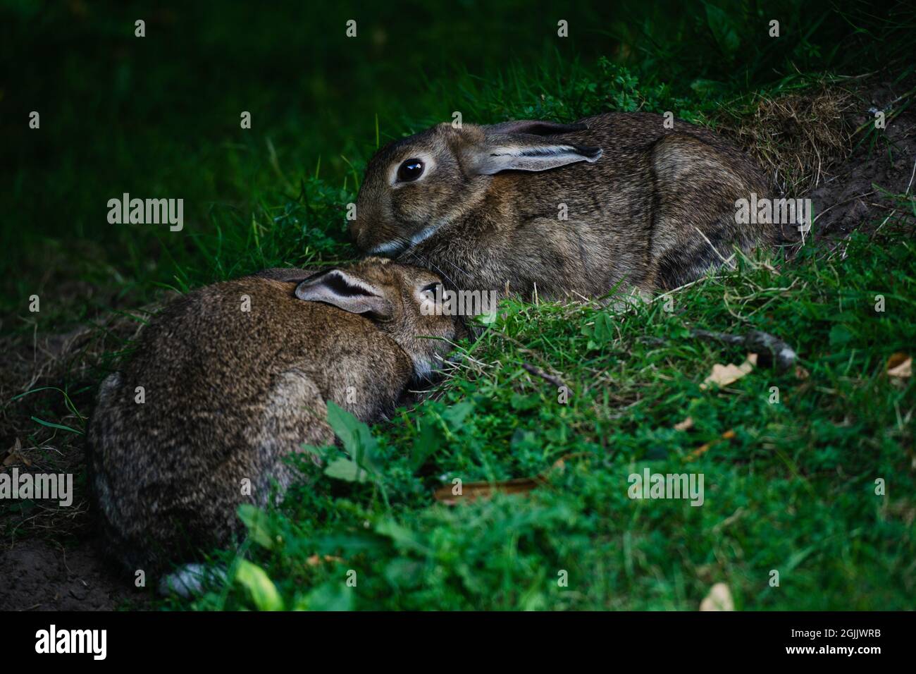 Rabbit couple cuddling in a field Stock Photo - Alamy