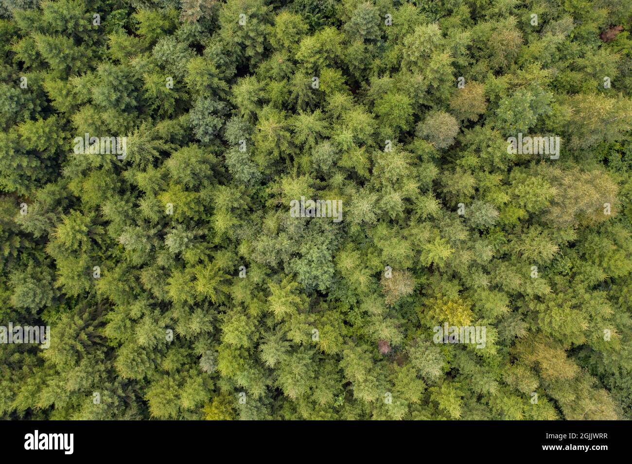 Aerial top down view on dense, lush green spruce tree forest Stock Photo - Alamy