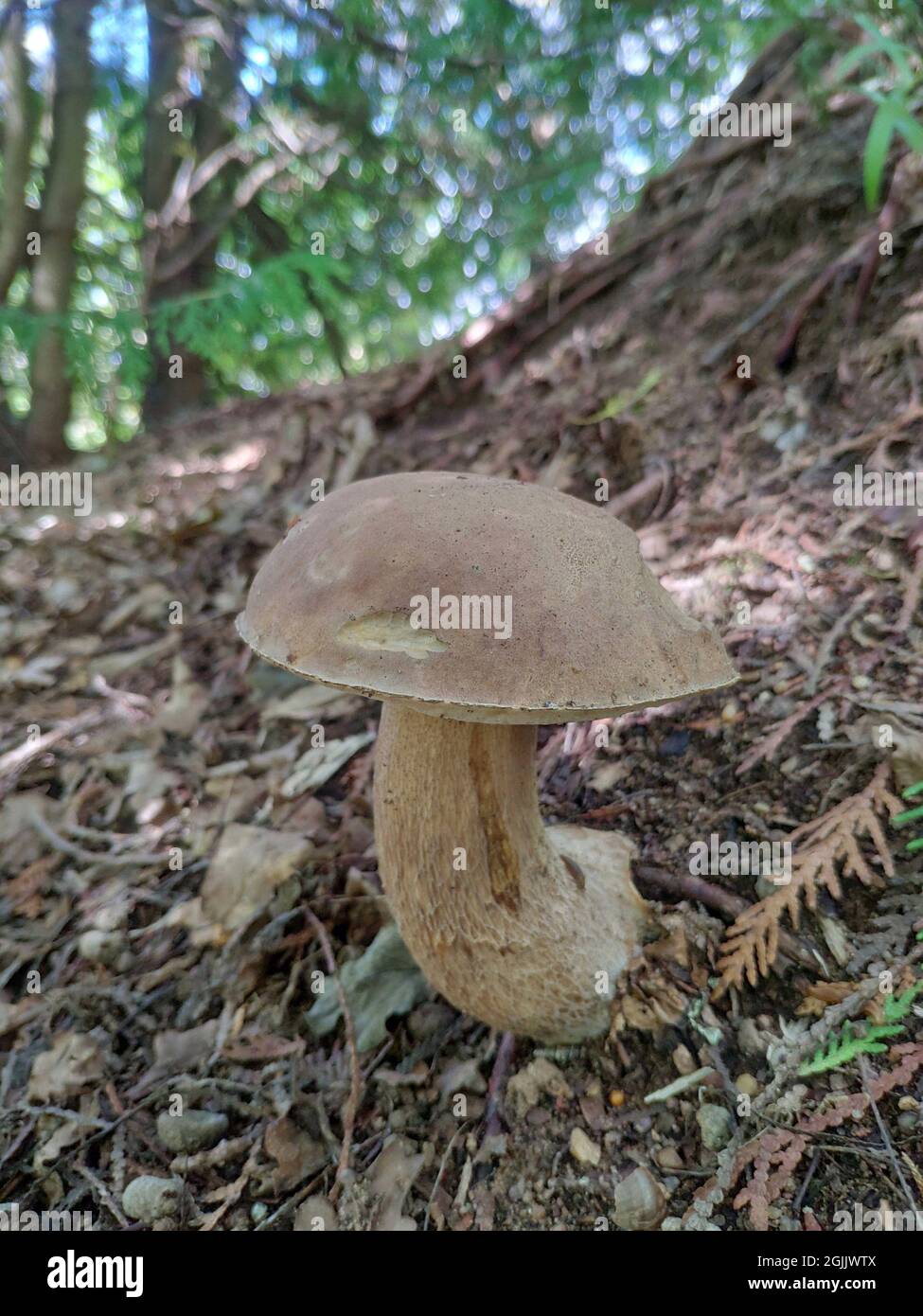 Curved stem hi-res stock photography and images - Alamy