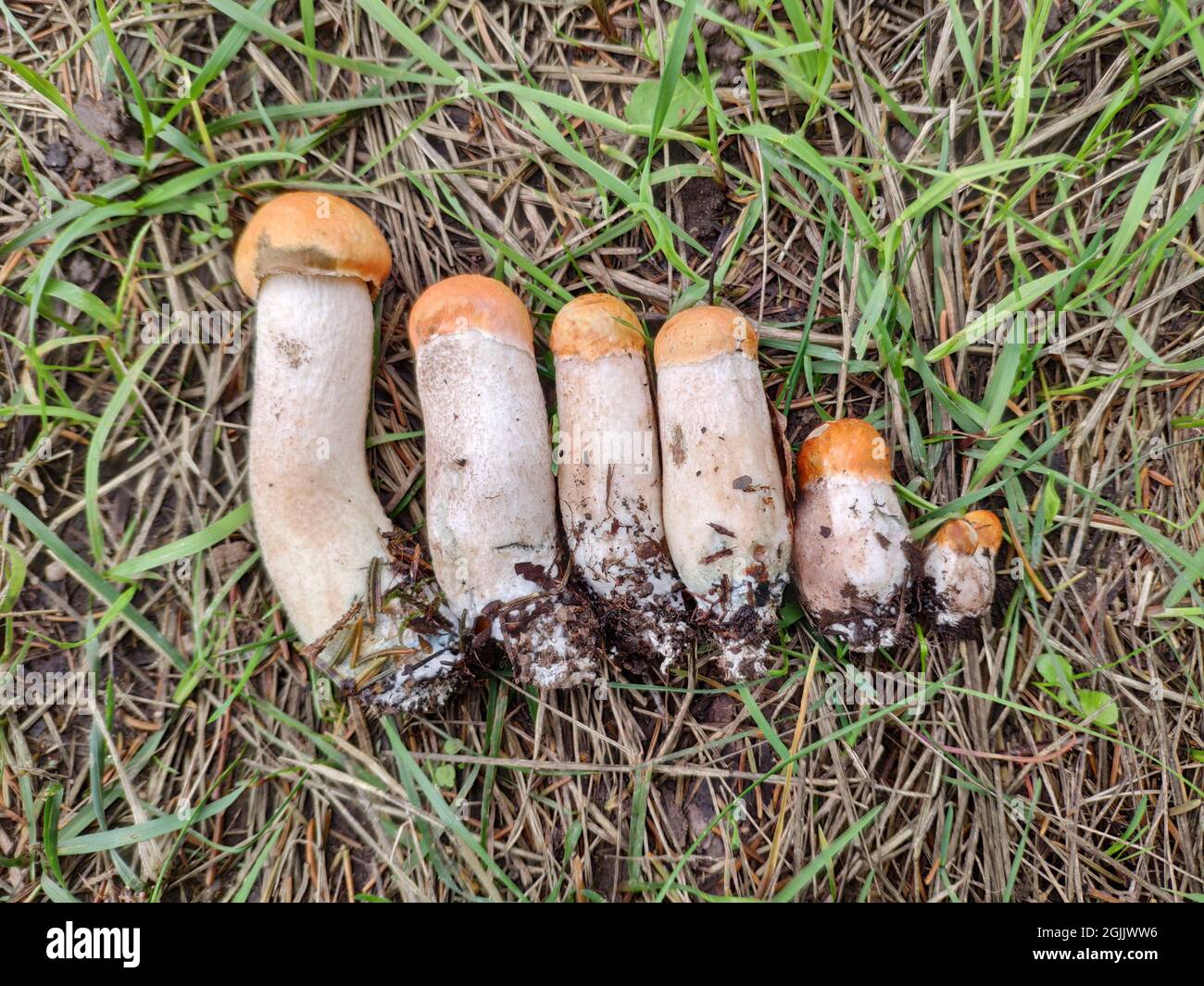 Red capped scaber stalk hi-res stock photography and images - Alamy