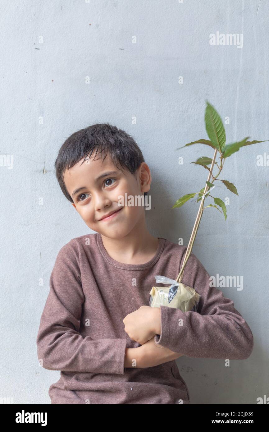 Kratom tree seedlings ready to be planted in the ground. A cute boy sat ...