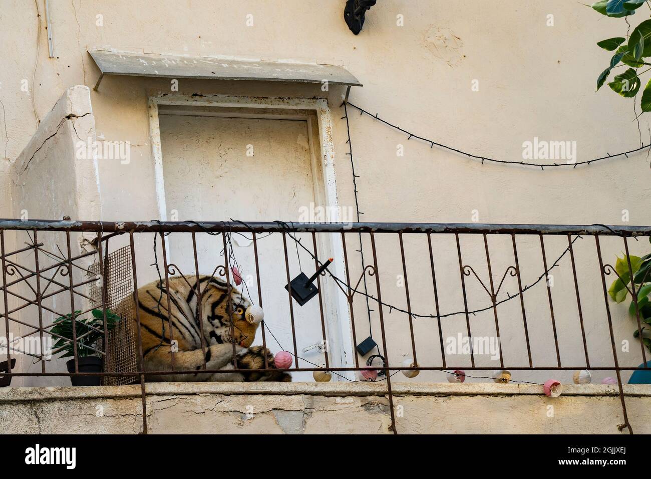Tel Aviv, Israel - August 18th, 2021:A large tiger doll on a balcony of ...