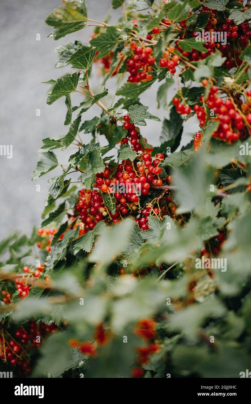 A redcurrant bush, ribes rubrum, full of red berries Stock Photo - Alamy