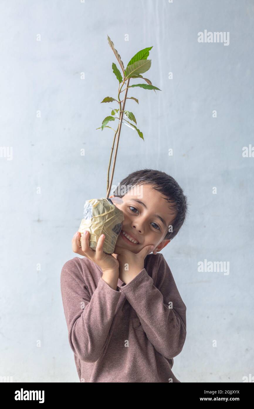 Kratom tree seedlings ready to be planted in the ground. A cute boy sat ...