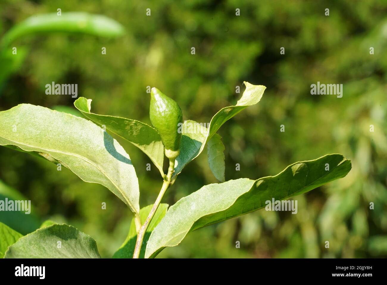 Citron tree hi-res stock photography and images - Alamy