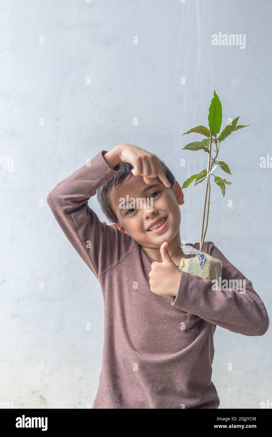 Kratom tree seedlings ready to be planted in the ground. A cute boy sat ...