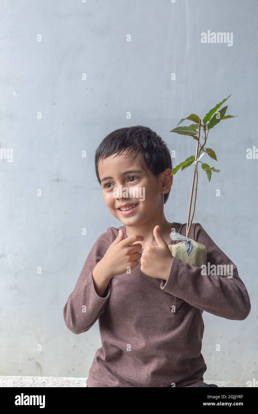Kratom tree seedlings ready to be planted in the ground. A cute boy sat ...