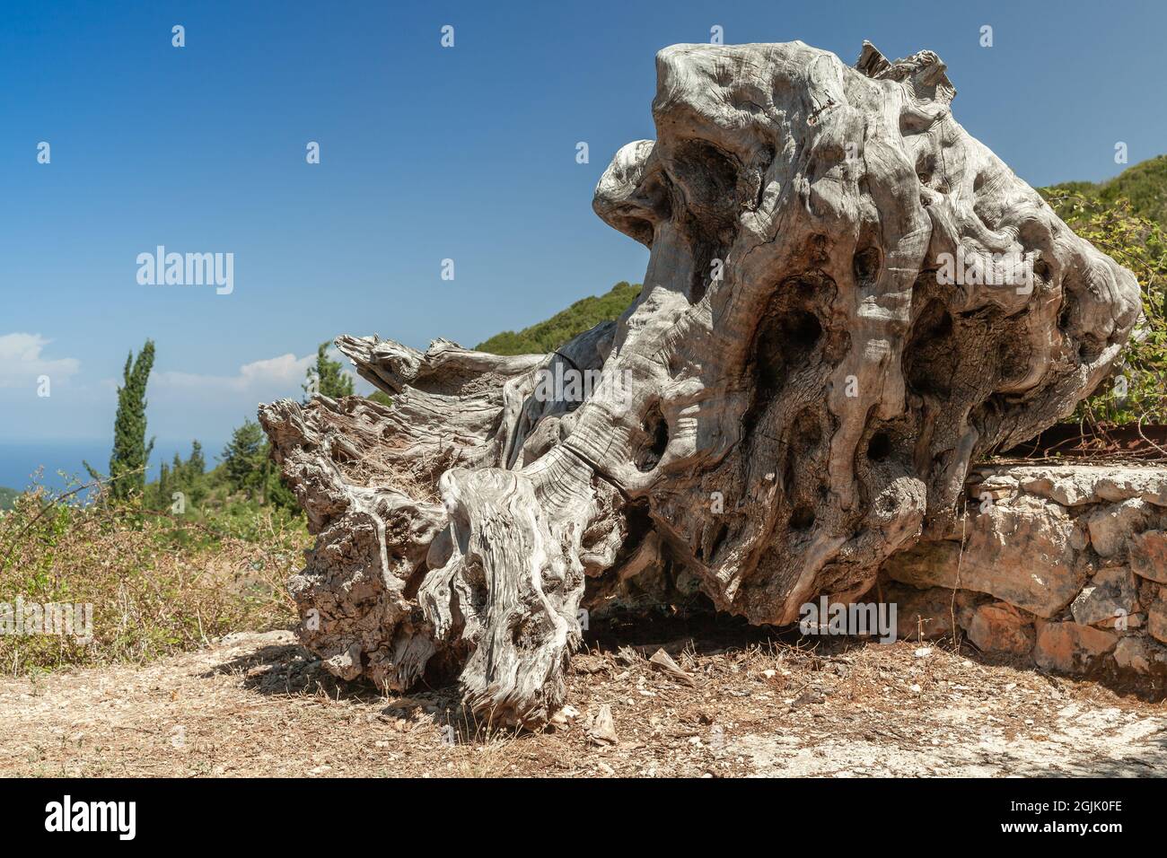 Rural landscape with a massive dead olive tree roots on a sunny day ...