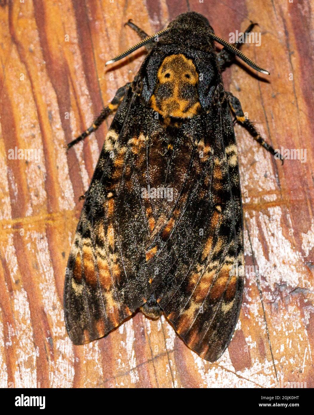 Honey eating moth hi-res stock photography and images - Alamy