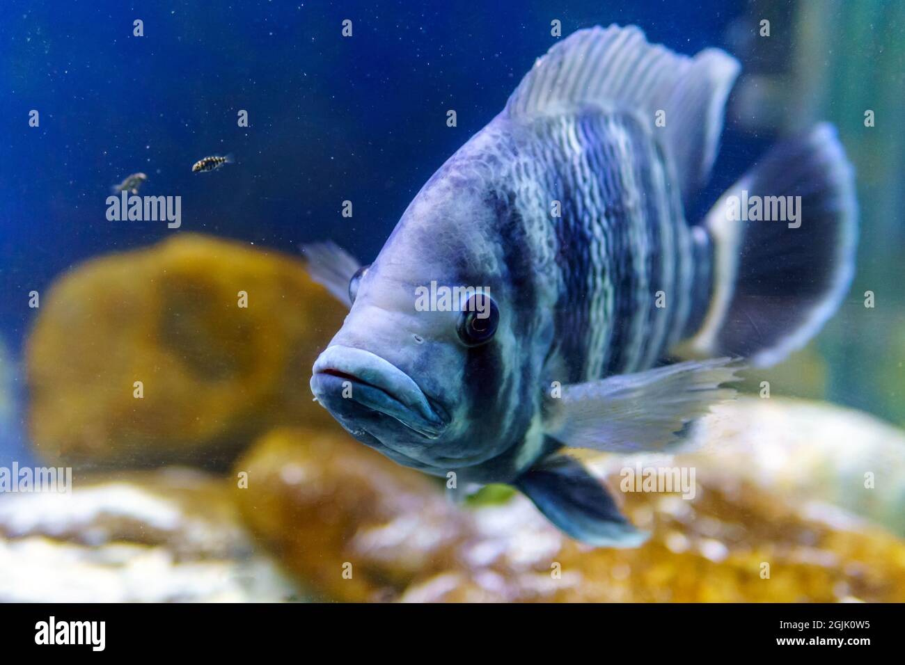 Nile tilapia fish is species of tilapia. Commercially important as a ...