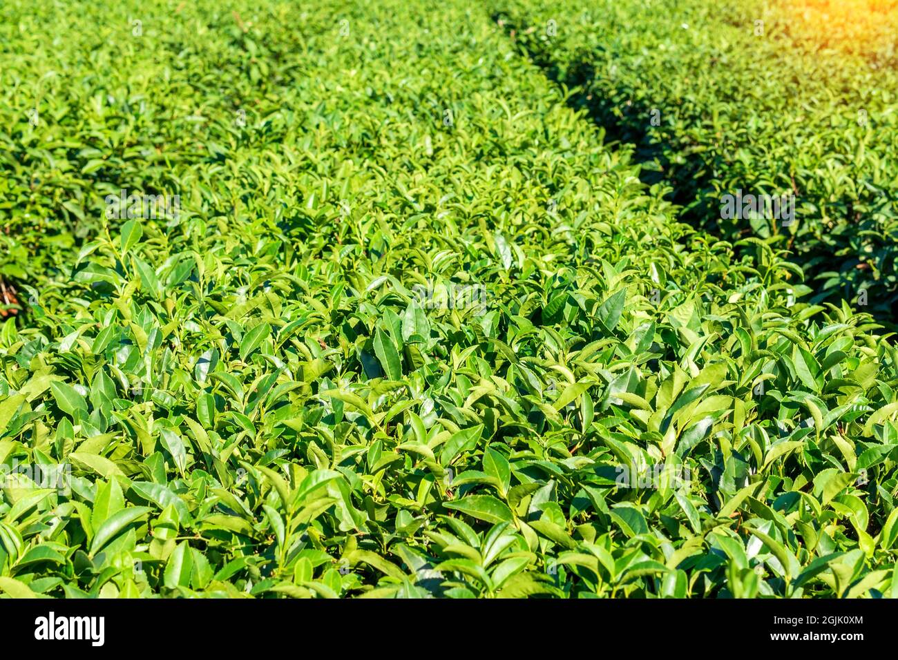 Tea plantation in summer. Nature background. Fresh tea leaves at the ...