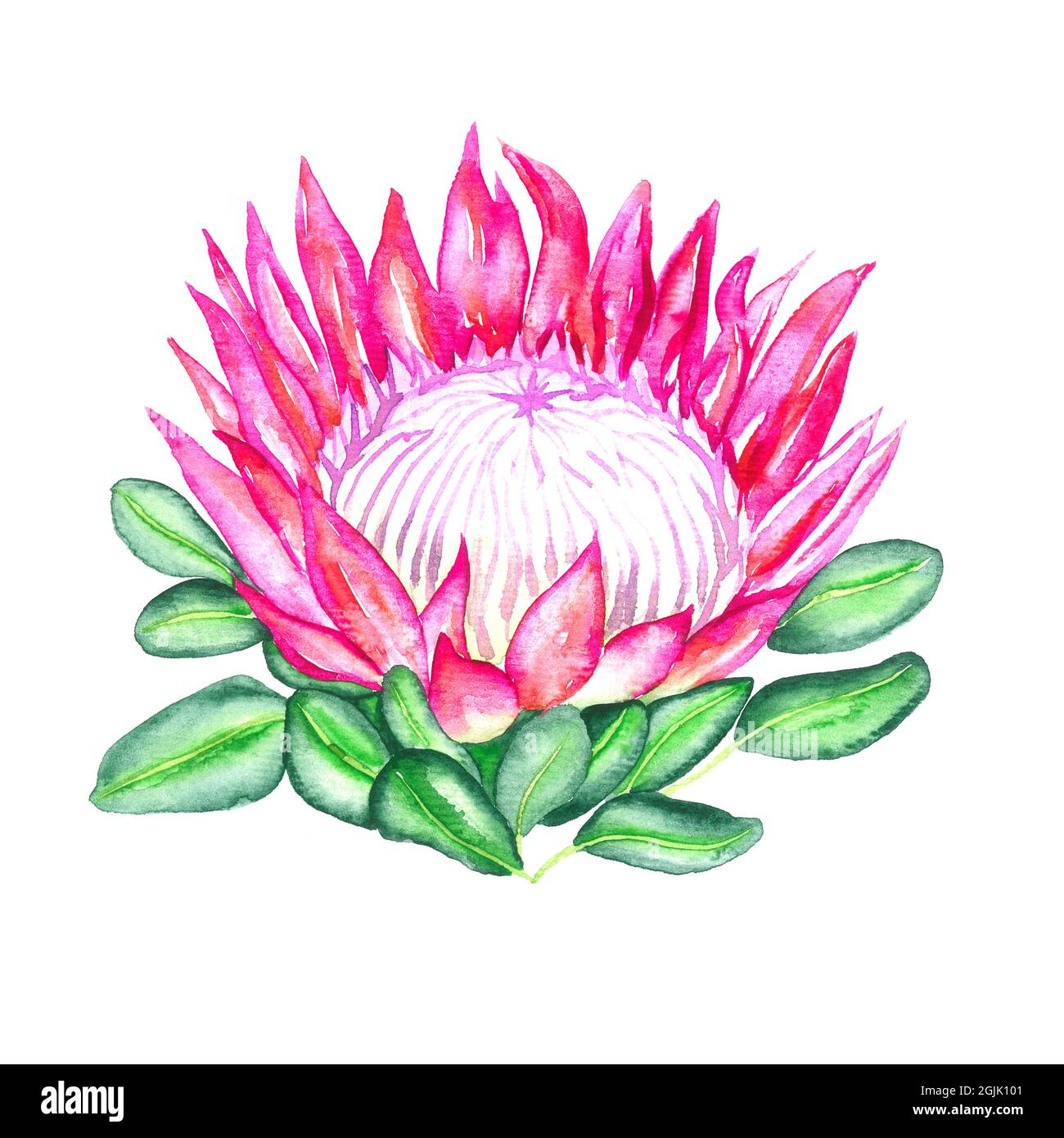 King Protea Flower Drawing