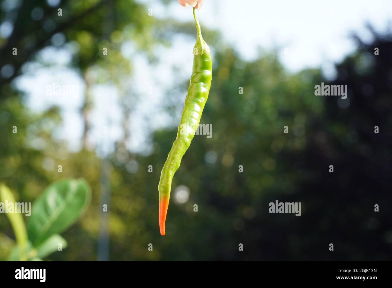 Hot chili pepper with red tip Stock Photo - Alamy