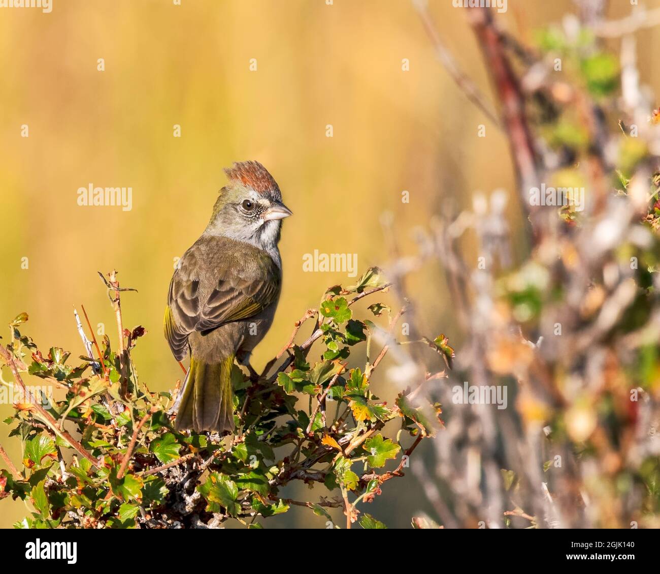 A green-tailed towhee in its natural environment Stock Photo - Alamy