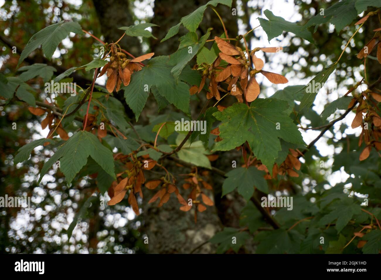 Branches with seeds of Acer Pseudoplatanus tree, known as the Sycamore ...