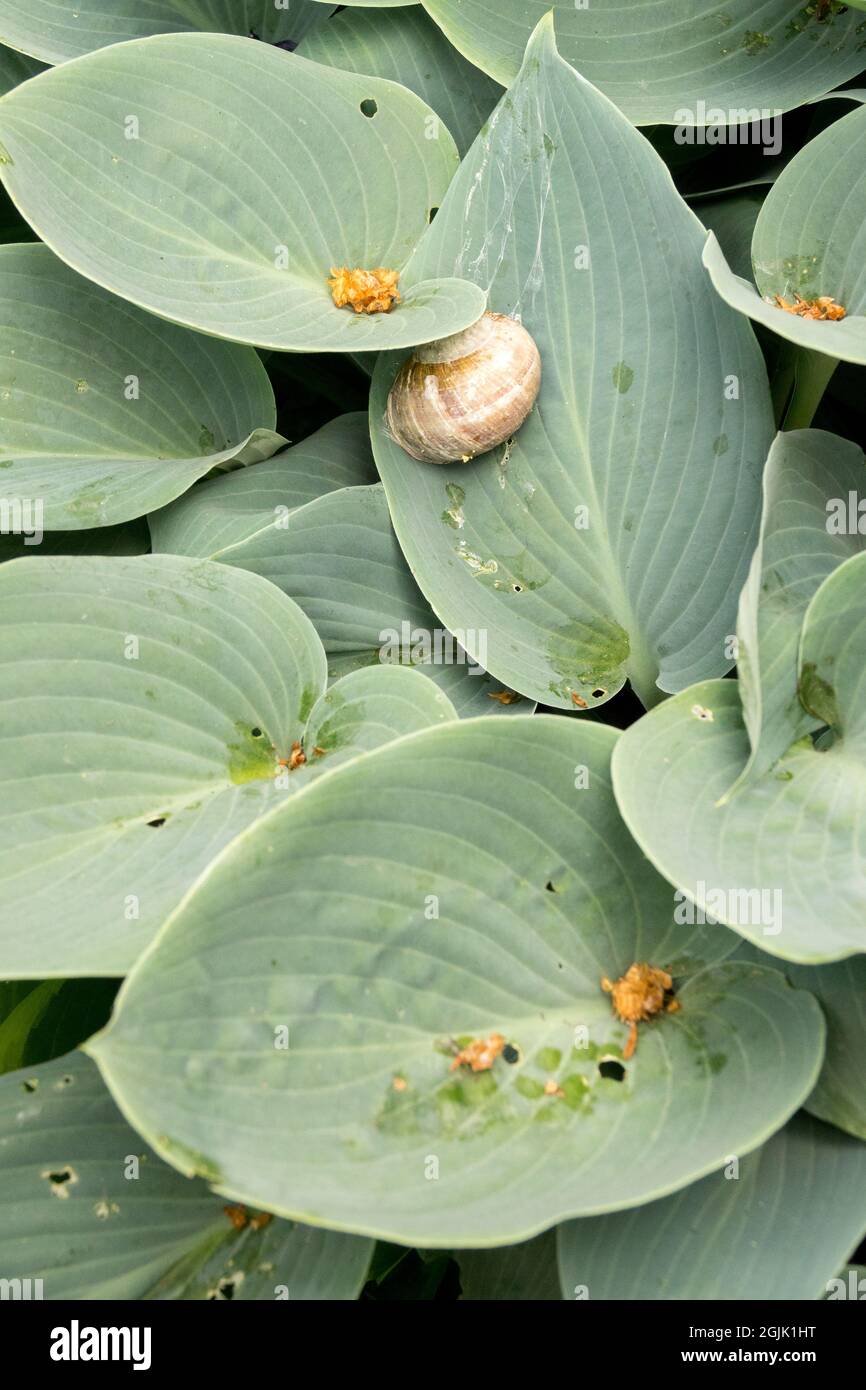 Blue hostas halcyon hi-res stock photography and images - Alamy