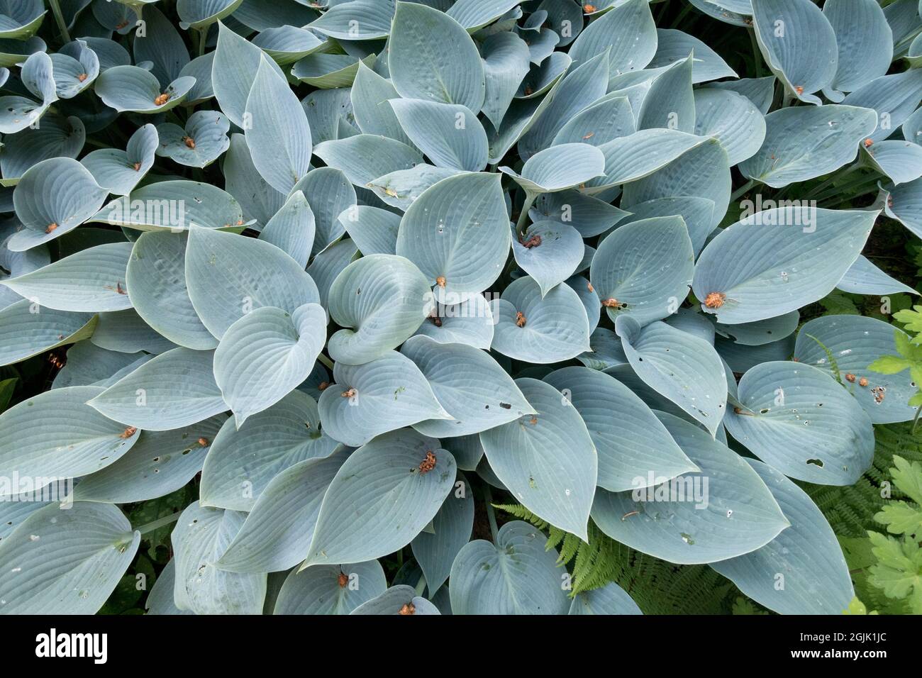 Hosta Halcyon pattern Heavily ribbed blue tint leaves. Good slug ...