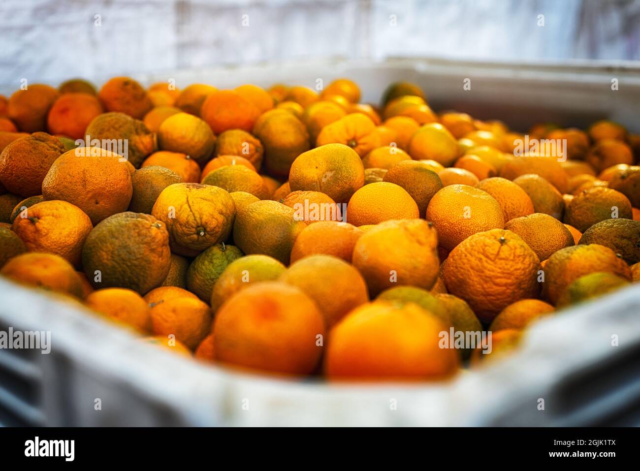 Photo of a white bin full of mandarin oranges at a festival Stock Photo - Alamy