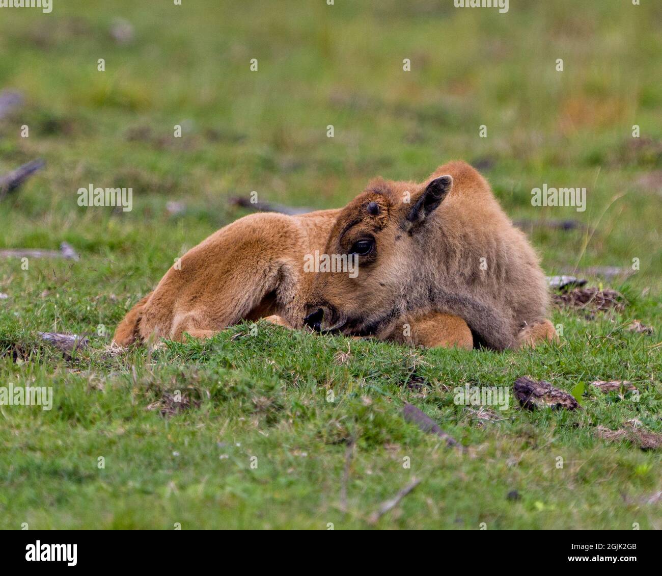 Baby Bison resting on grass in the field with blur background in its ...