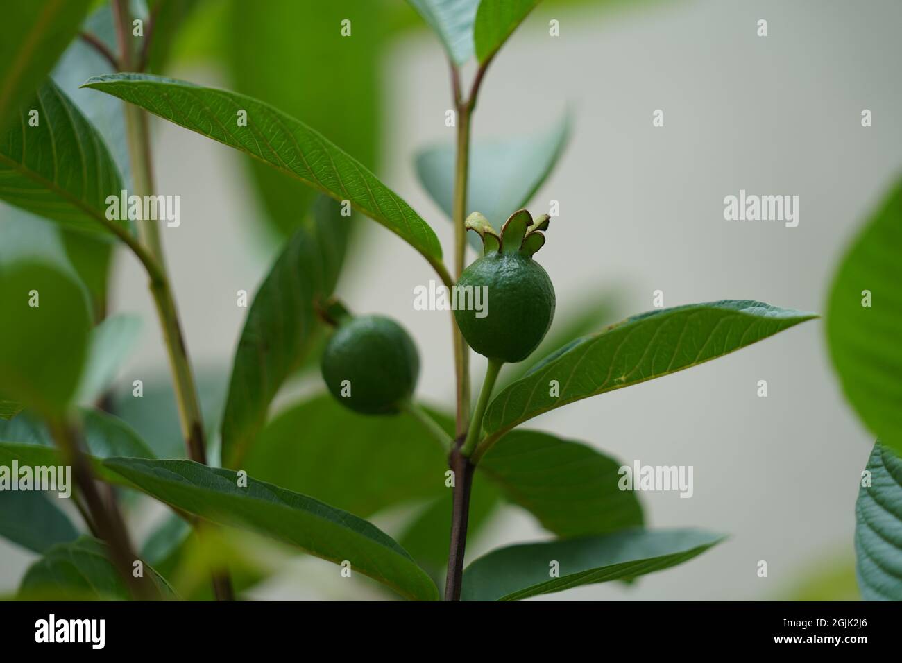 Guava fruit park hi-res stock photography and images - Alamy