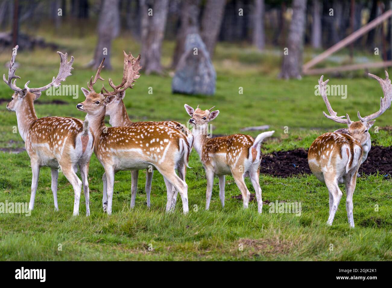 Deer fallow entertainment animal hi-res stock photography and images ...