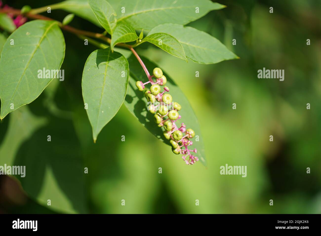Mildly toxic pokeberries Stock Photo - Alamy