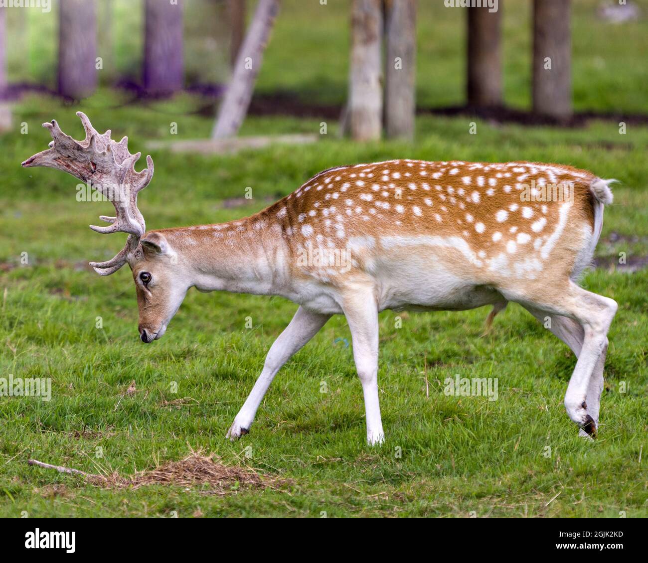 Deer close-up profile side view in the field with grass and trees ...