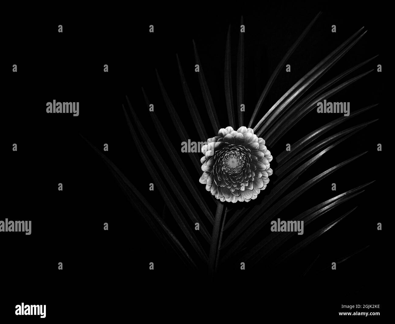 Blume schwarz/ weiß Stock Photo - Alamy