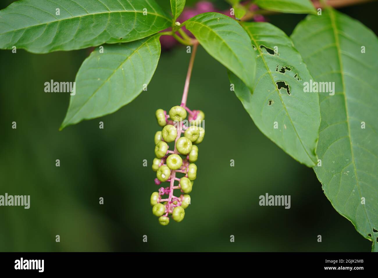 Mildly toxic pokeberries Stock Photo - Alamy