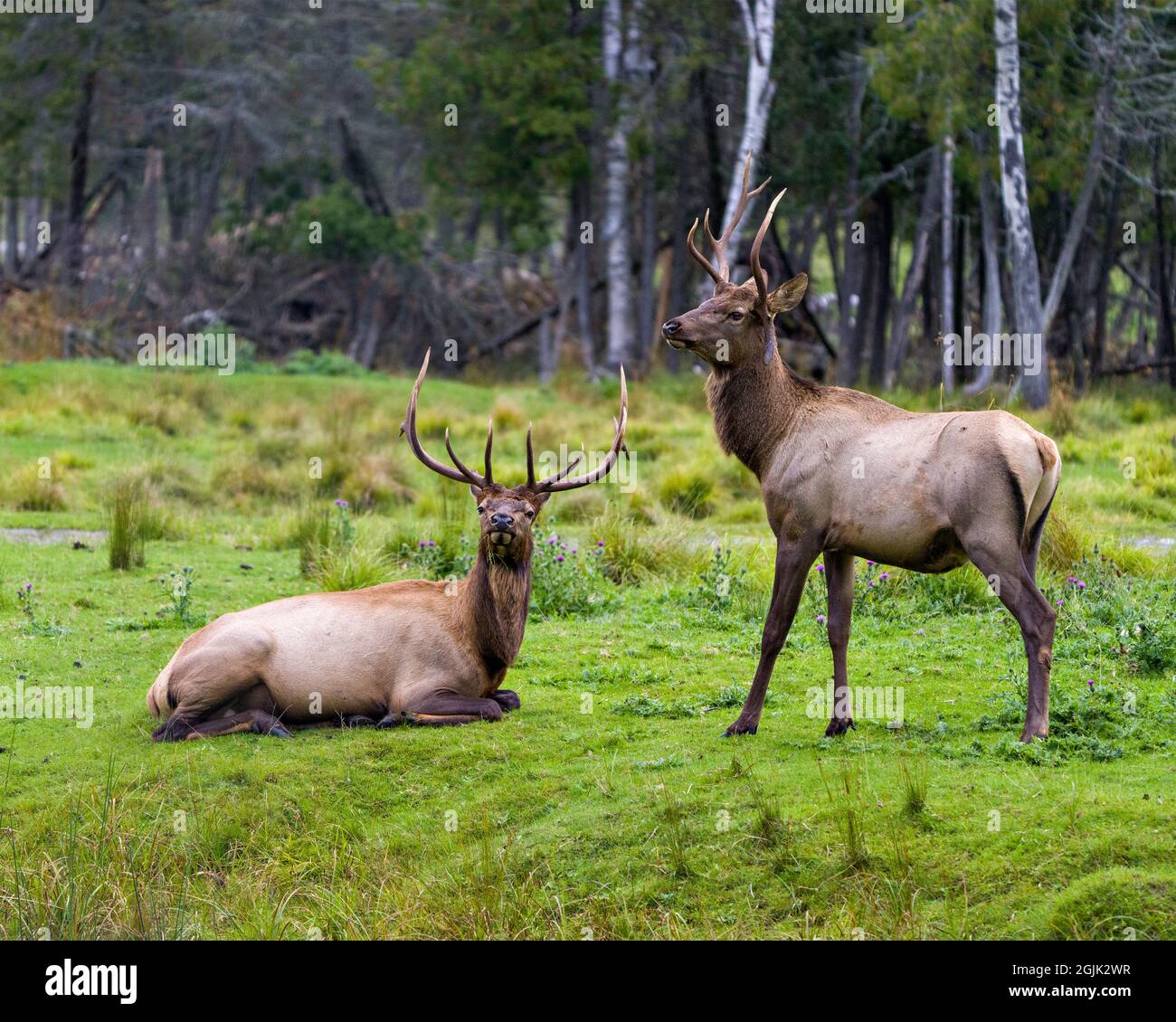Elk couple close-up profile view with a blur forest background in their ...