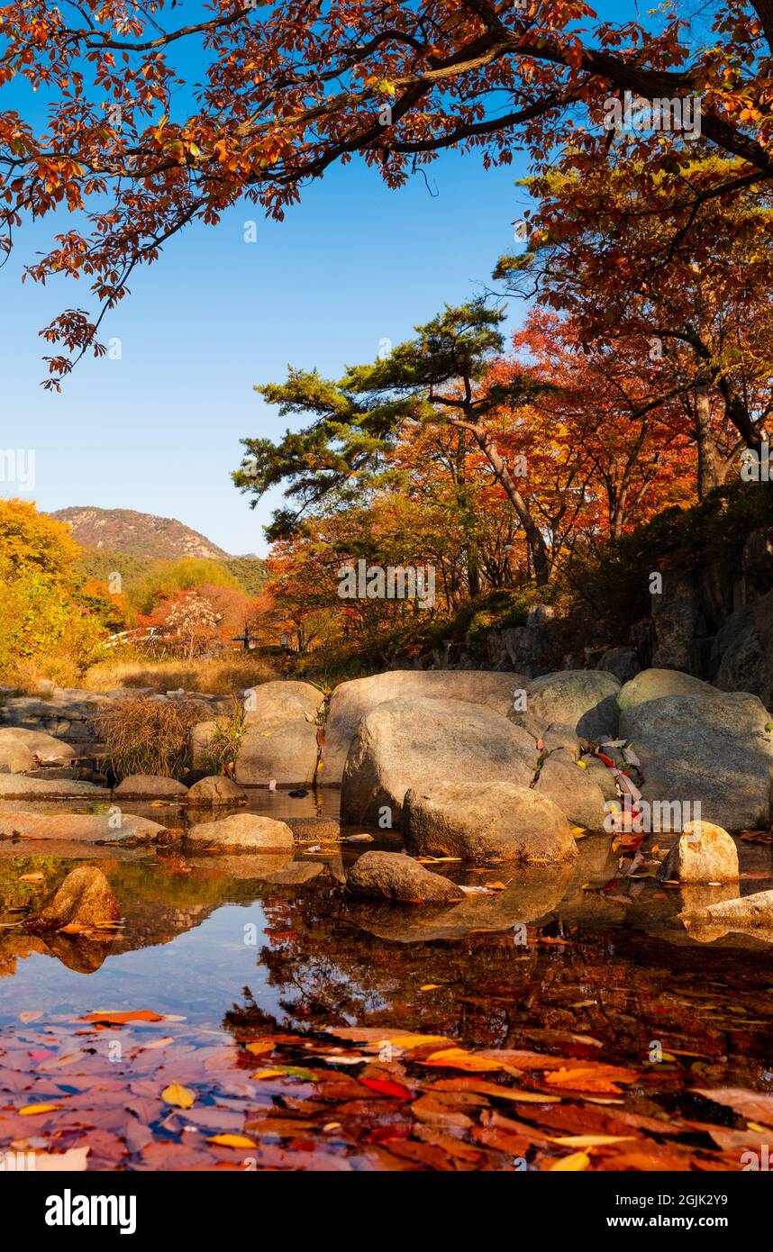 Beautiful autumn in Korea. Red maple forest park, maple leaf above ...