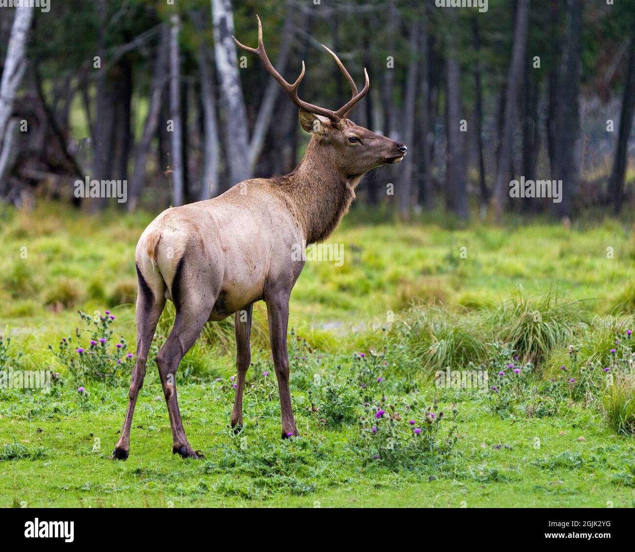 Elk close-up profile view with a forest background and wildflowers ...